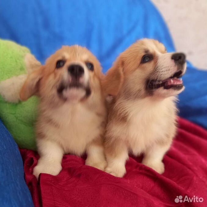 Щенки вельшкорги