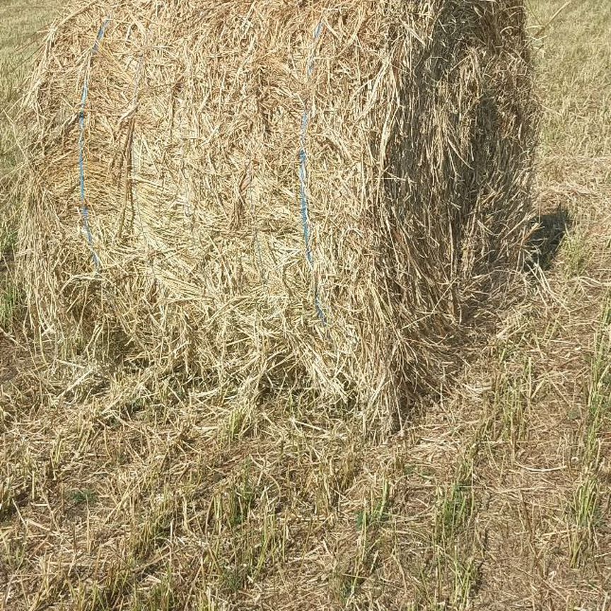 Сено в рулонах эспарцет