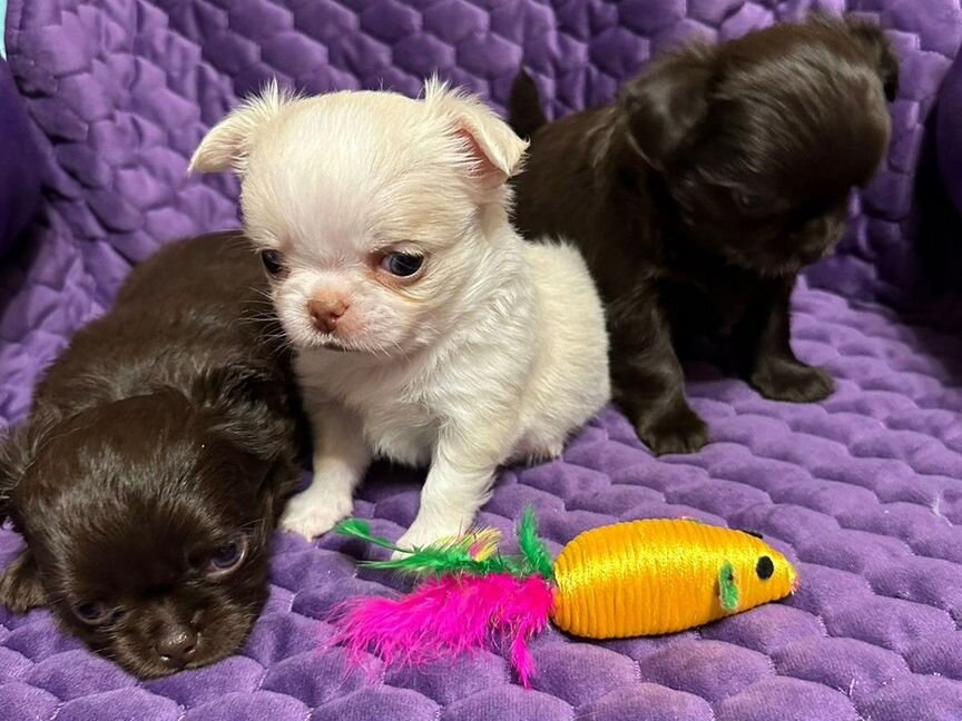 Шикарные детки