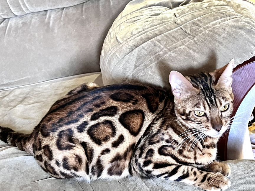 Котята саванна