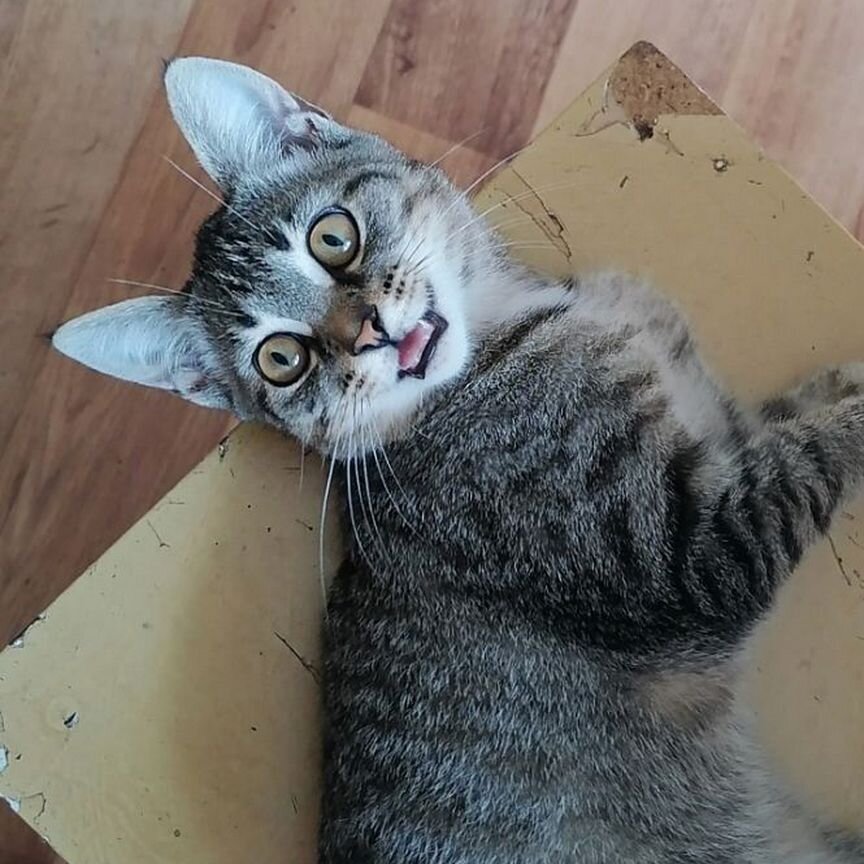 Кошка