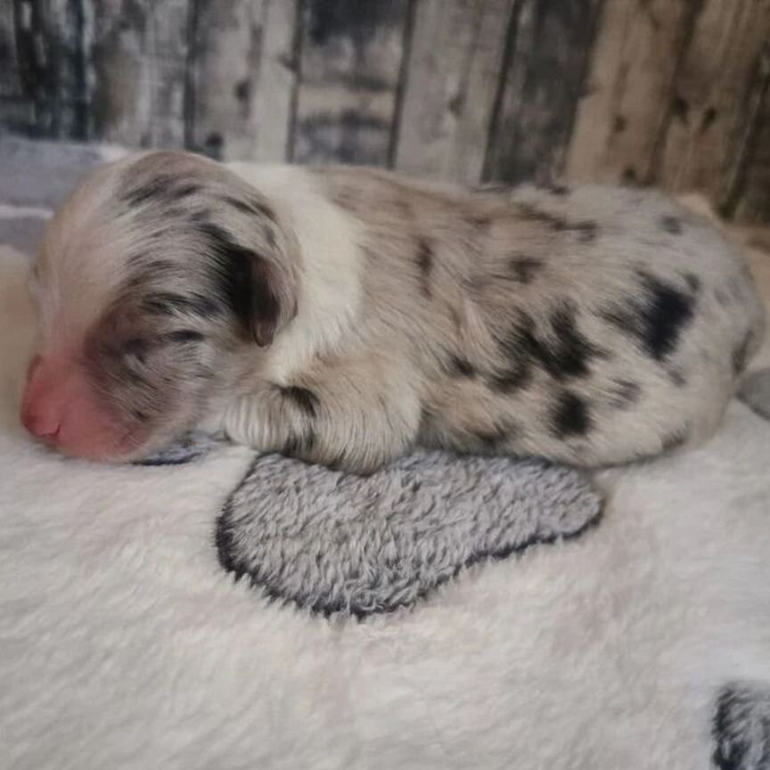 Австралийская овчарка, щенок