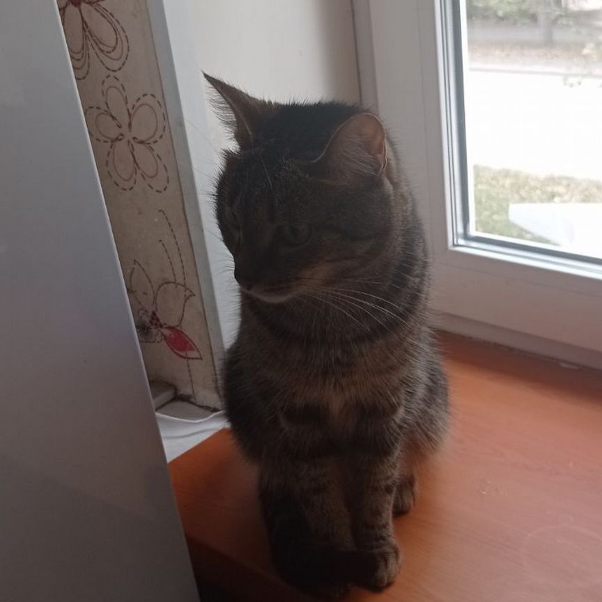 Домашние животные котята бесплатно