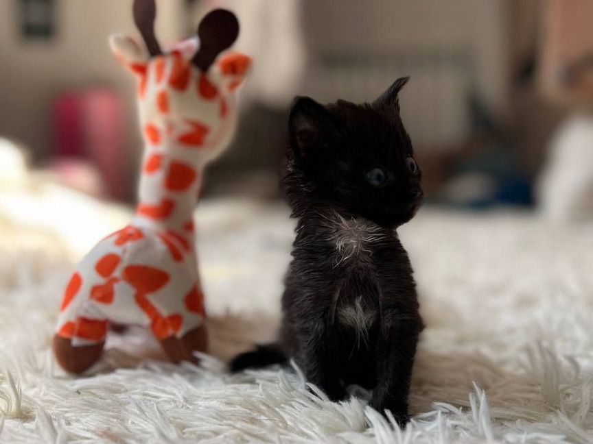 Отдам котенка в добрые руки