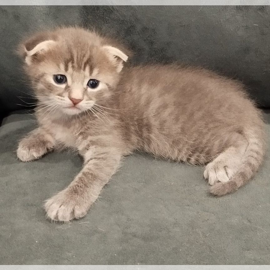 Котенок в хорошие руки