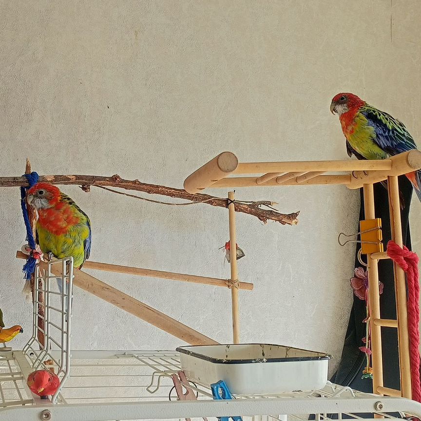 Взрослая пара. Розеллы