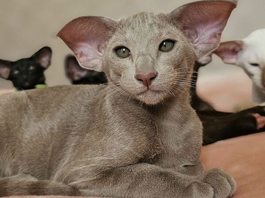 Ориентальный котенок экстрим