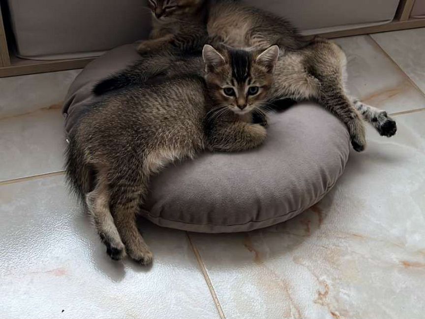 Котята золотая шиншилла