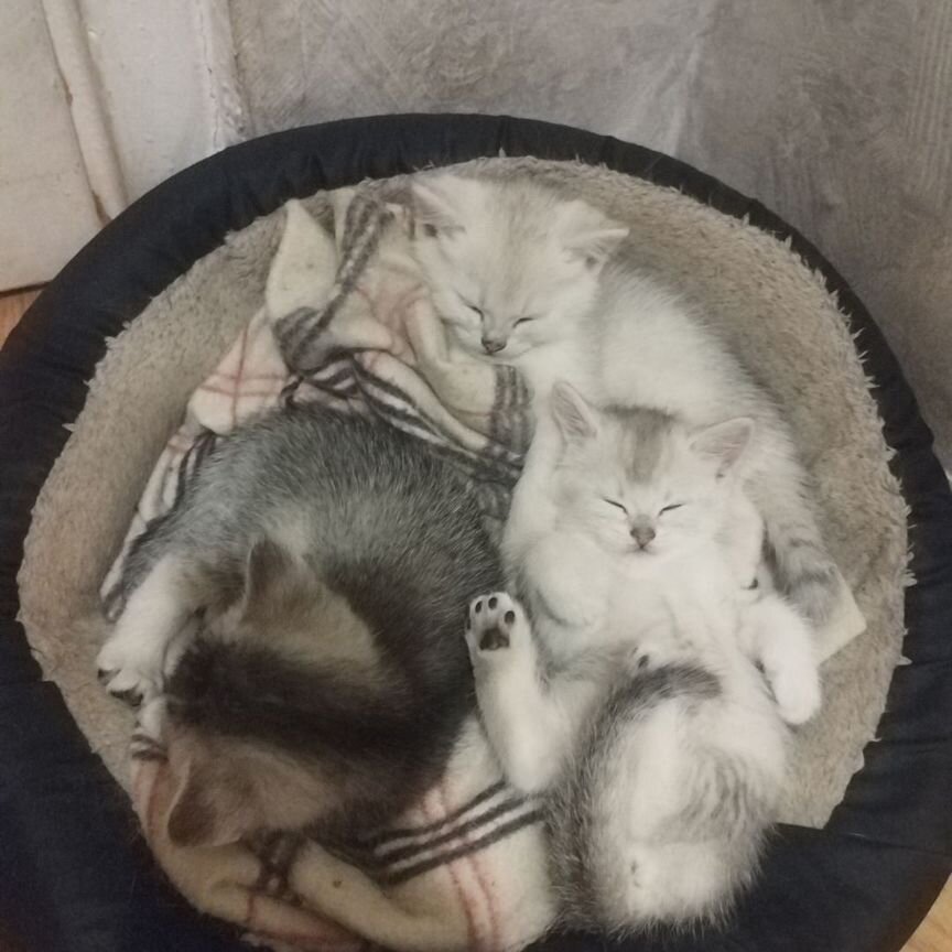 Котята полукровки британцы