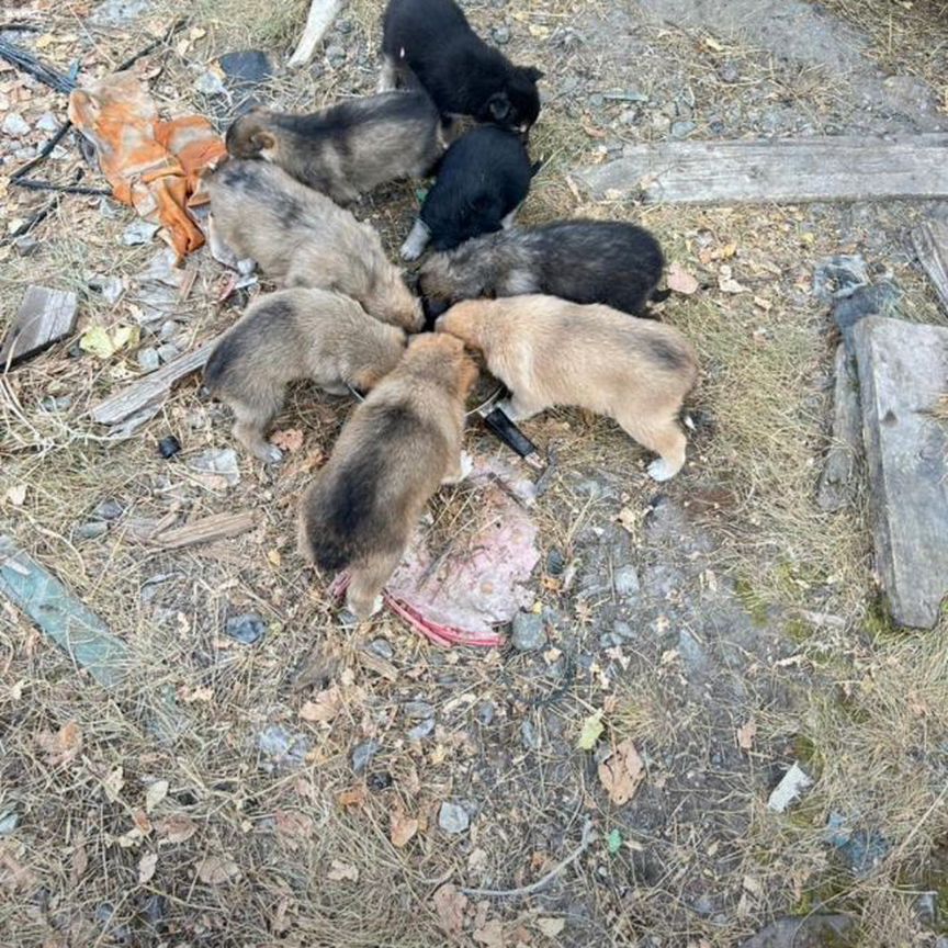 Отдам щенят бездомыши