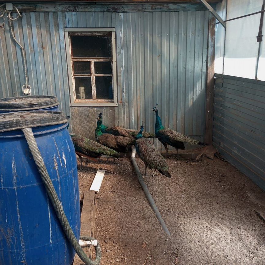 Павлины яванские