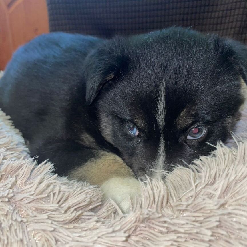 Щеночек в добрые руки