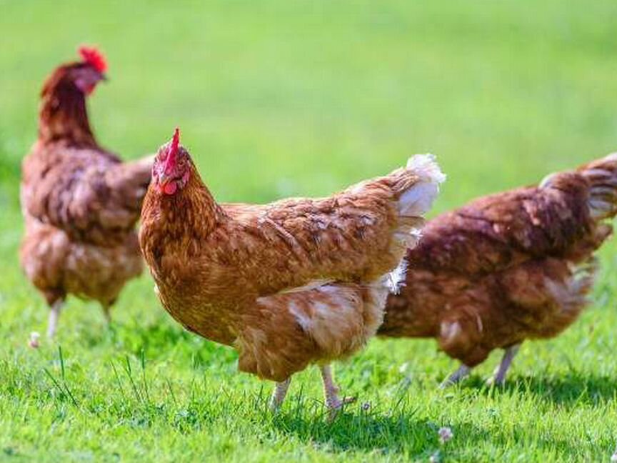 Куры бройлеры, утка домашняя