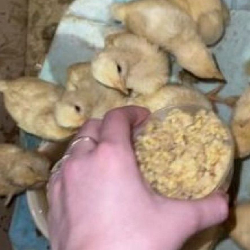 Продам цыплят несушек