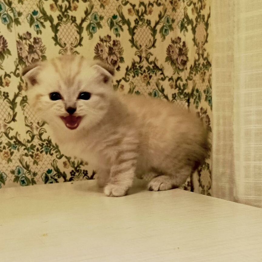 Шотландские котята