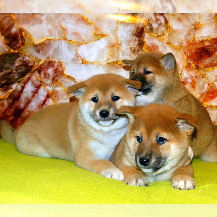 Сиба ину
