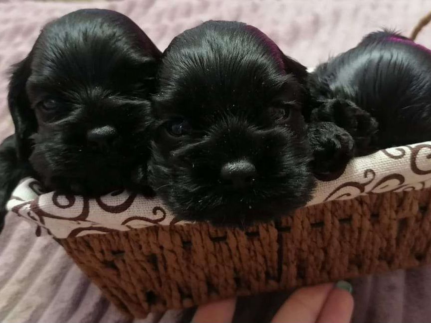 Щенки американского кокер спаниеля