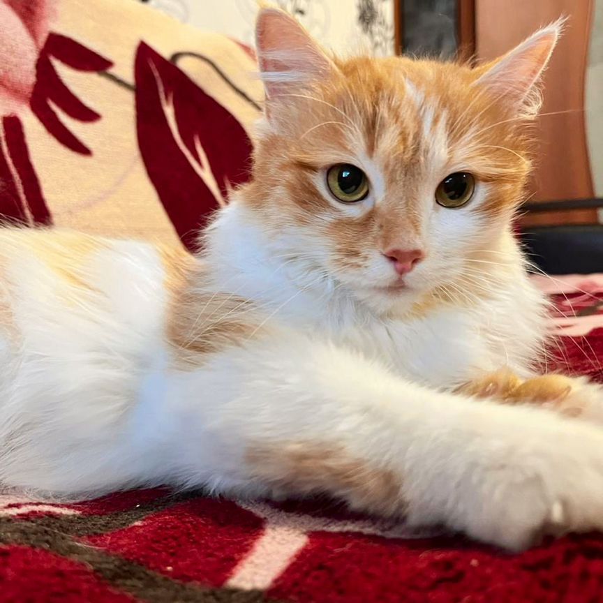 Кошечка милашечка