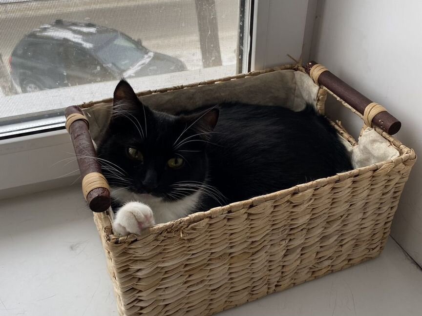 Котики бесплатно