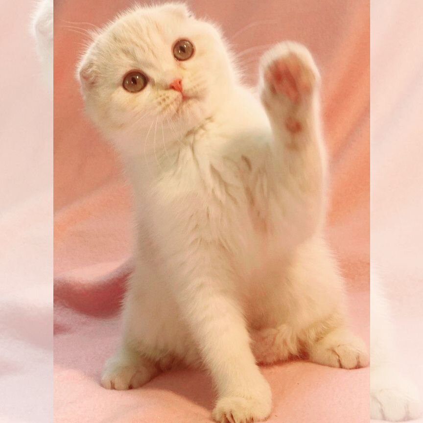 Шотландский вислоухий короткошёрстный котёнок