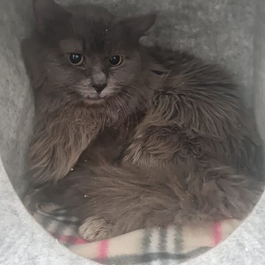 Котик Грей в добрые руки
