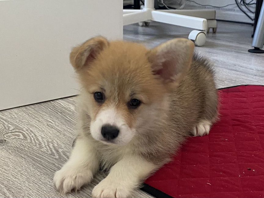 Вельш-корги пемброк