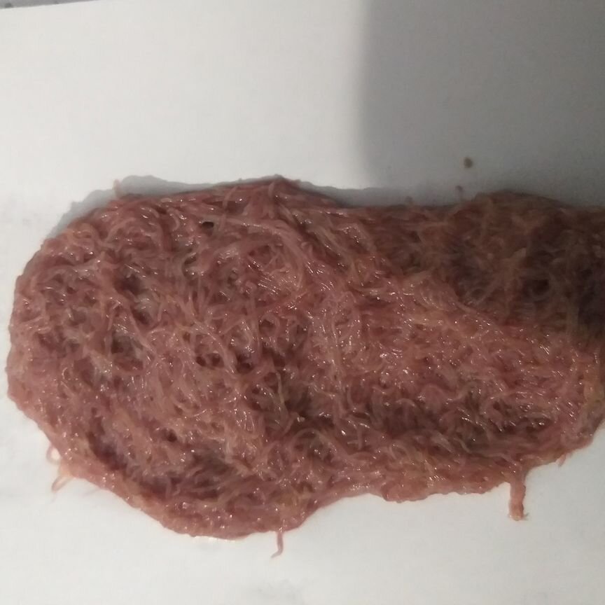 Трубочник изя заморозка