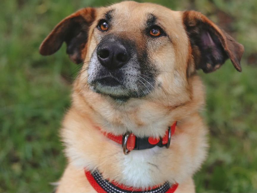 Собака Эльза в добрые руки