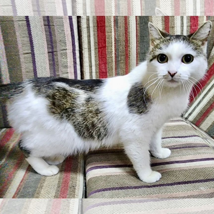 Взрослая, кошка в добрые руки