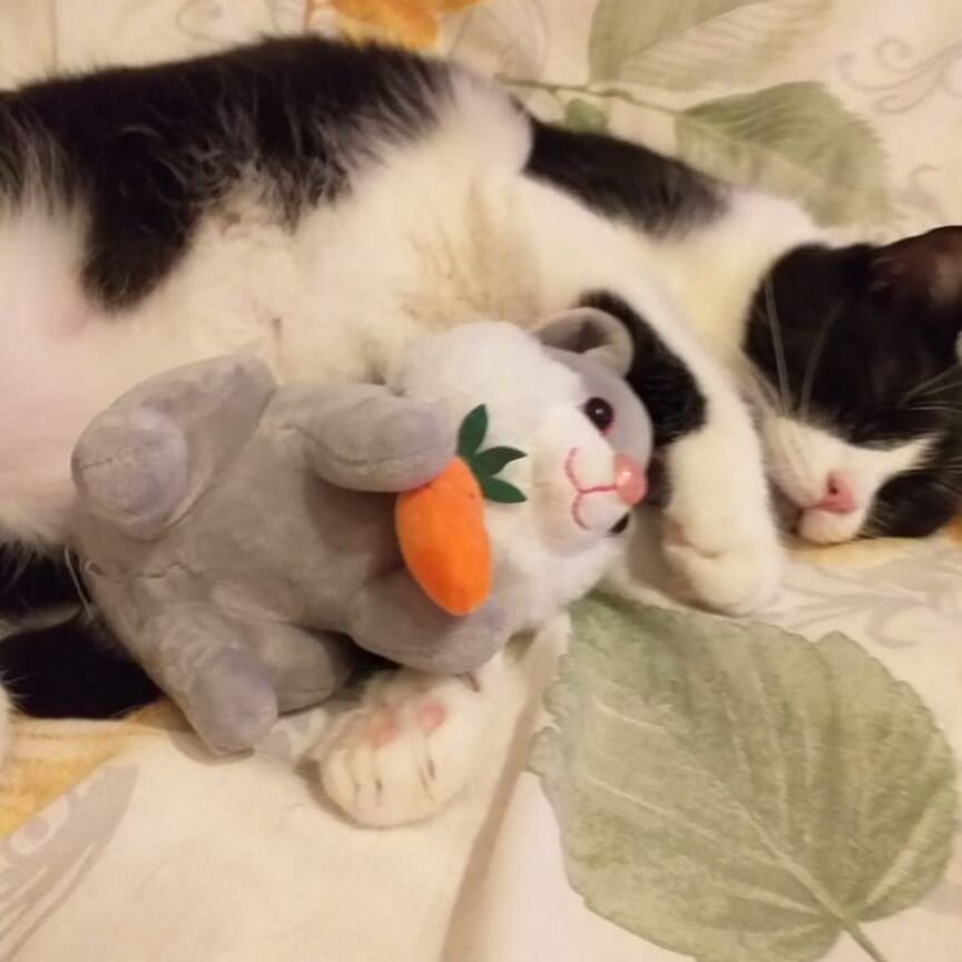 Котик в добрые руки