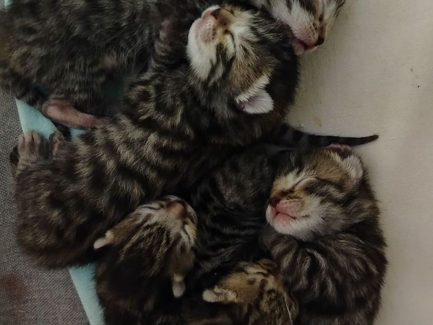 Котятки,папа-бенгал,мама-шотланка