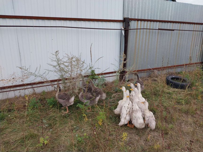 Гуси серые