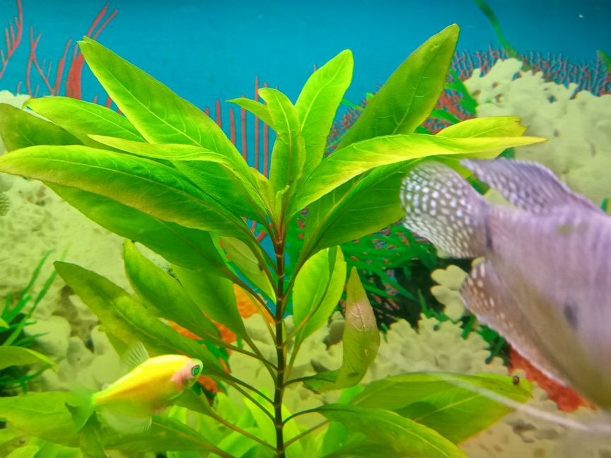 Украшения для аквариума