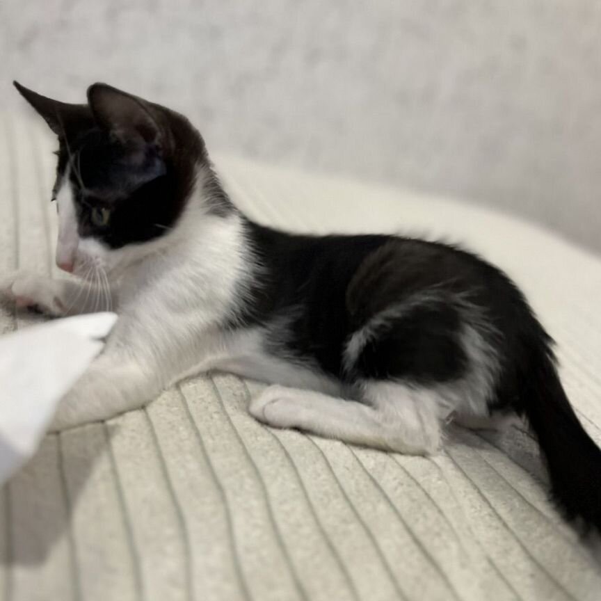 Котёнок в добрые руки