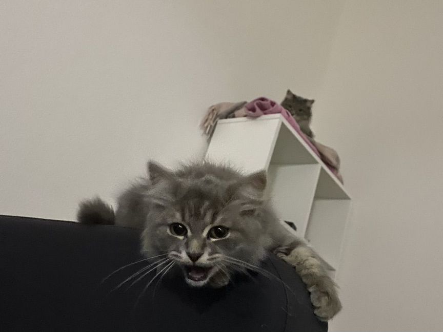 Кошка бесплатно, норвежская лесная