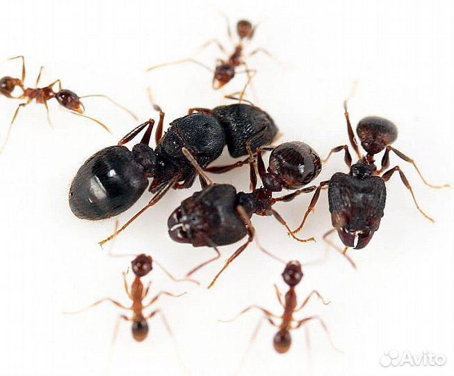 Pheidole yeensis купить матку с рабочими
