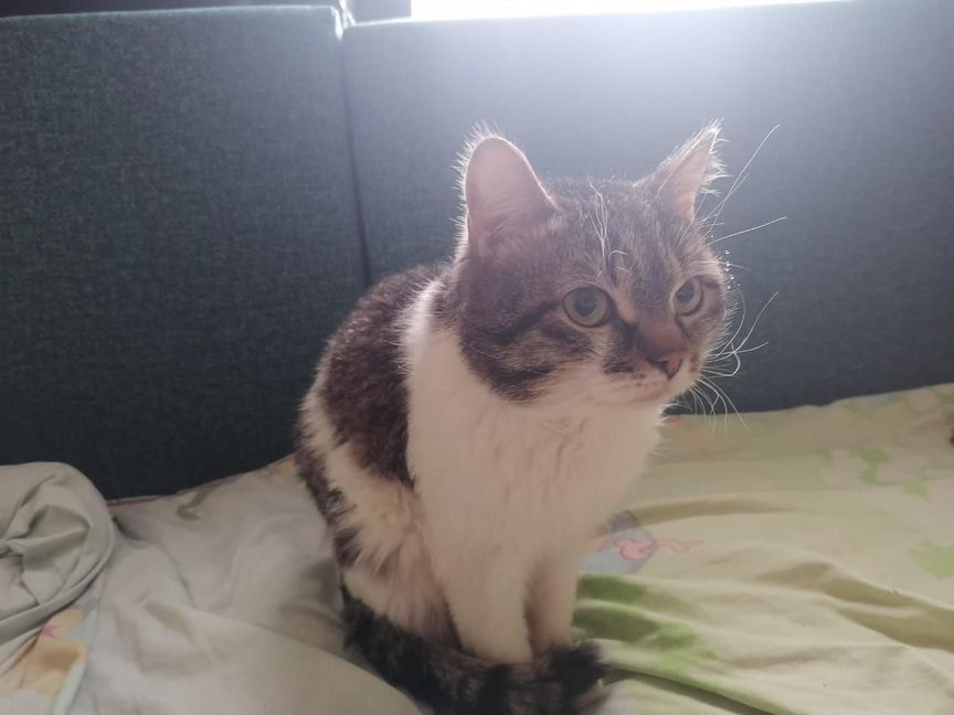 Отдам кота в добрые руки