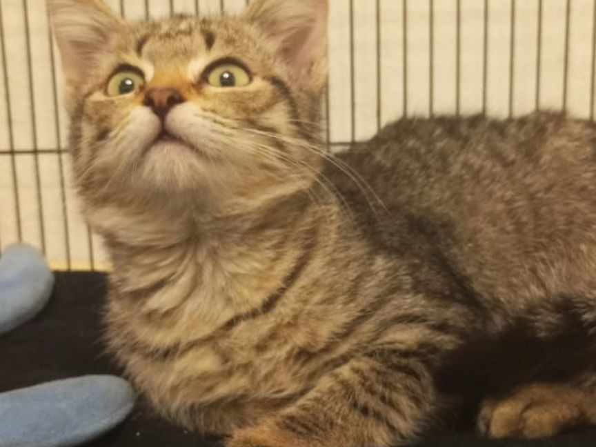 Отдам бесплатно