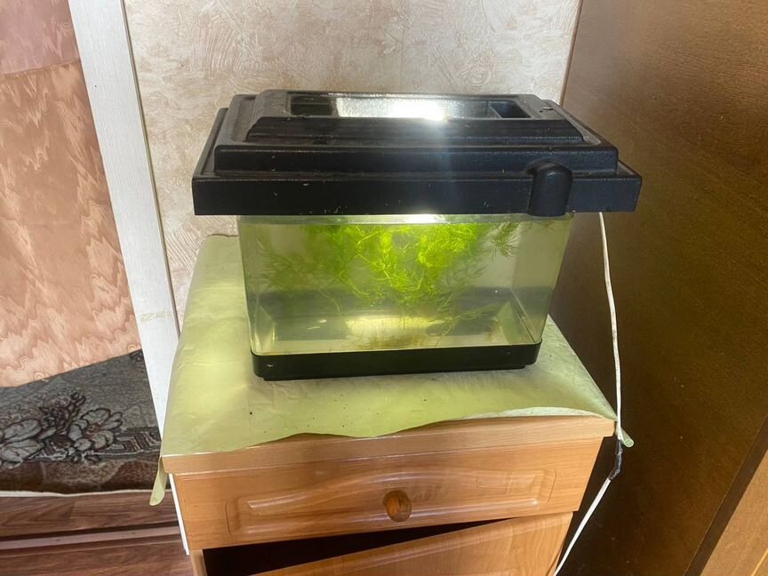 Аквариумные рыбки