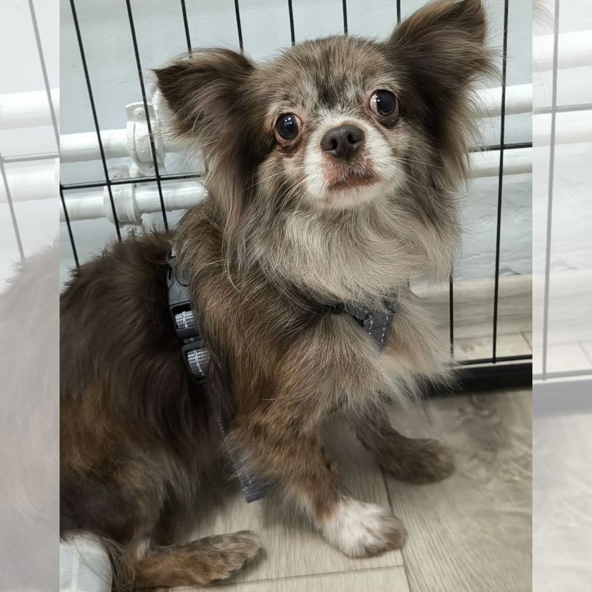 Чихуахуа, взрослая собака