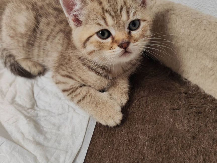 Котенок