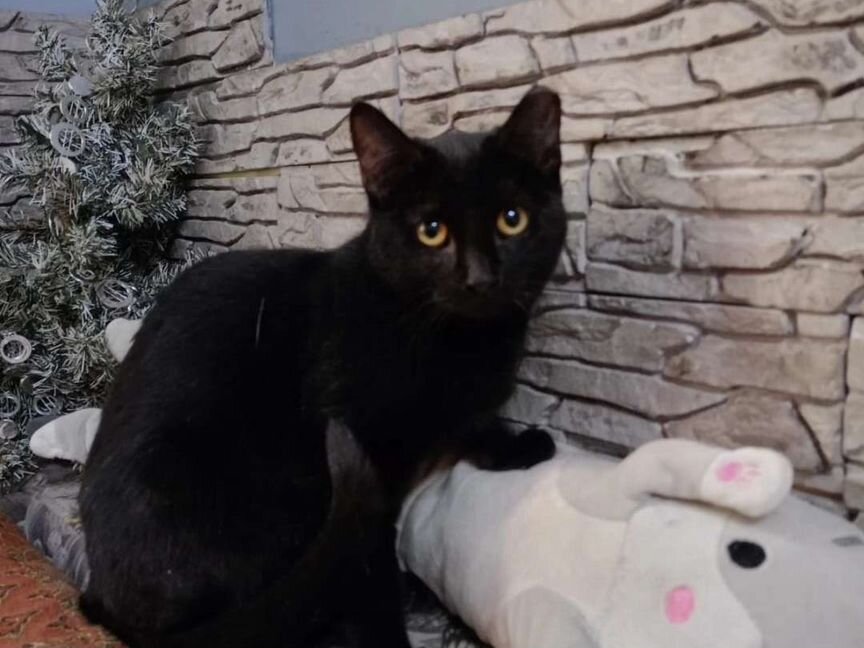 Кошка пантерка