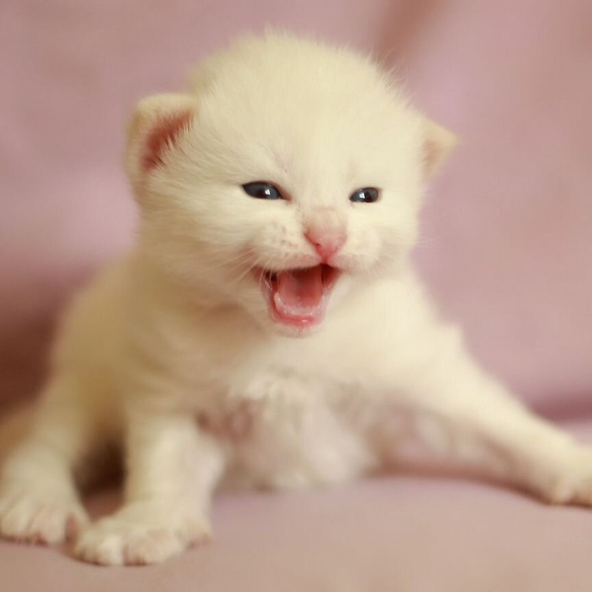 Невский маскарадный мальчик в окрасе red point