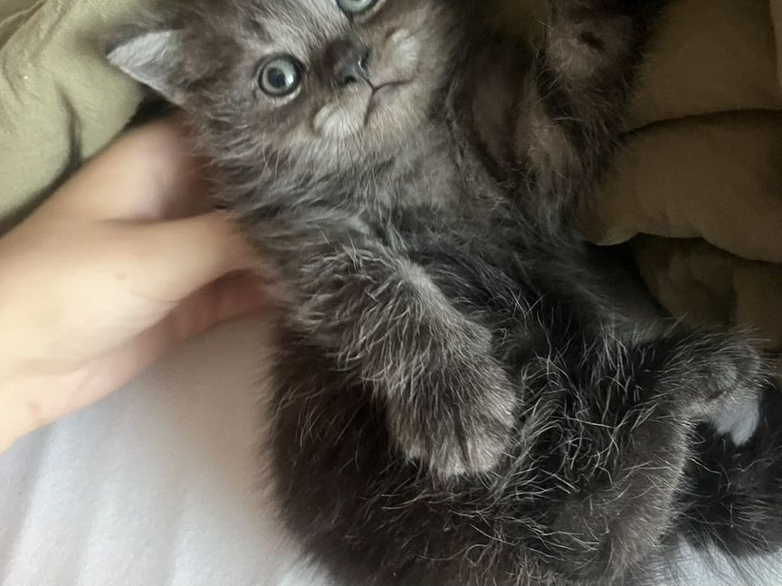 Котенок девочка