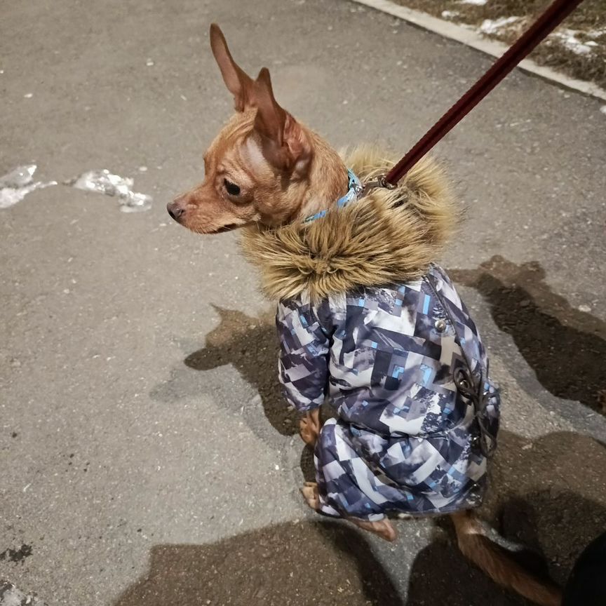 Отдам той терьера