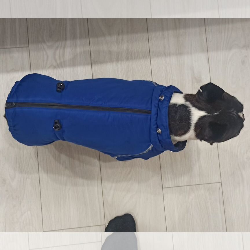 Комбинезон для собак мелких пород. Мальчик