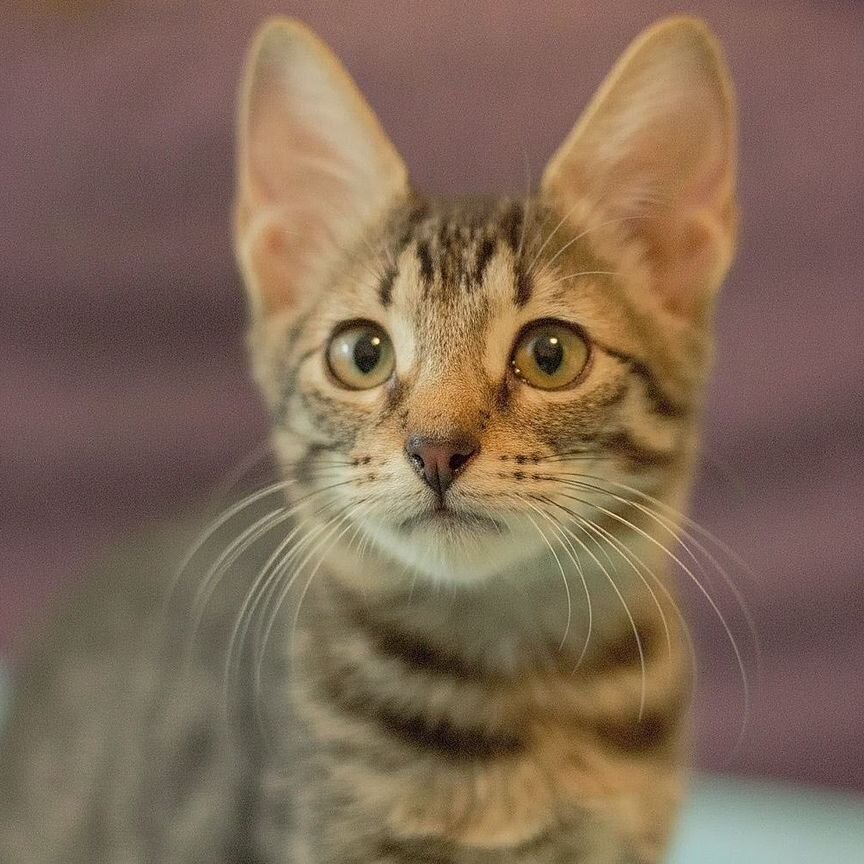 Европейский короткошёрстный котёнок