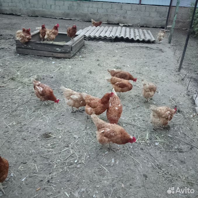 Куры несушки на бульон 2года