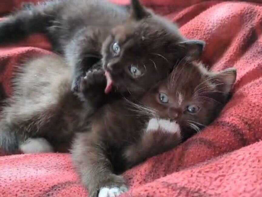 Милые котята