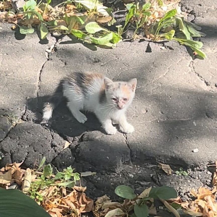 У малыша мало шансов